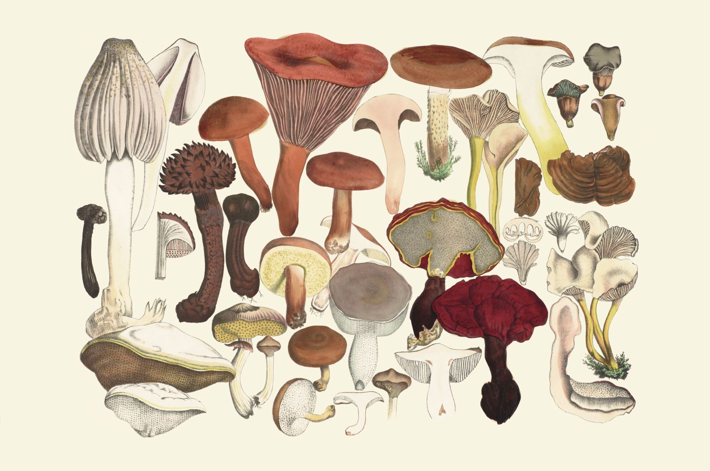 Fungi: Drawing & Painting Mushrooms Tickets and Dates 2025