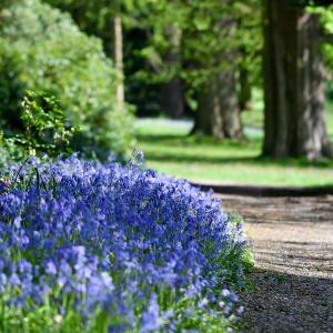 See Tickets - BLUEBELL WALK Tickets and Dates