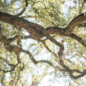 Widget - Tree Identification Course Tickets and Dates