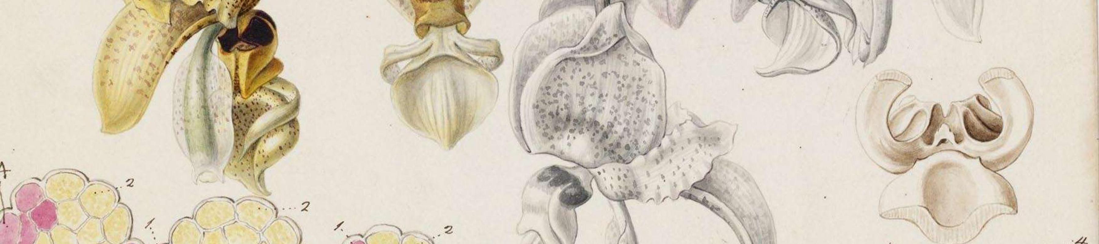 Flower Drawing And Dissection: Intermediate Tickets and Dates