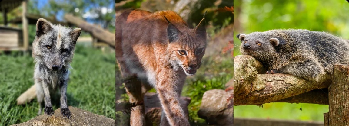 Beale Park - Beale Wildlife Park - Animal Experiences