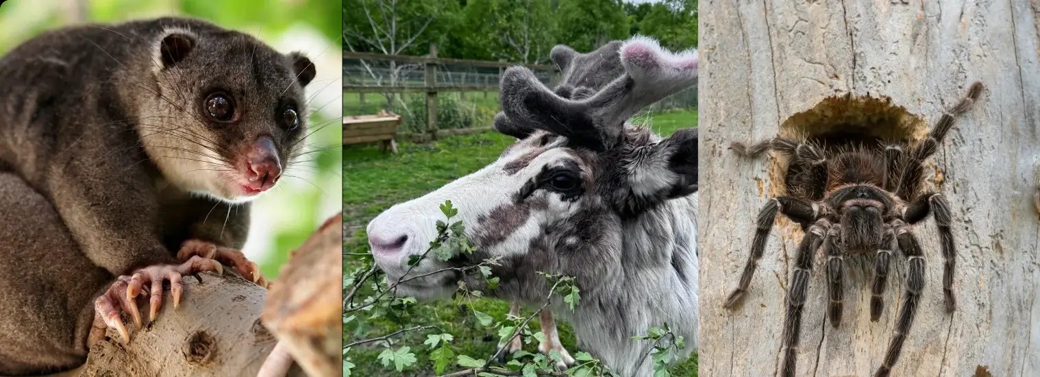 Beale Park - Beale Wildlife Park - Animal Experiences